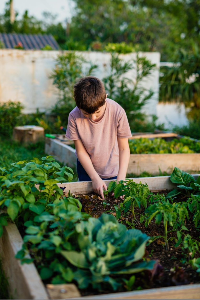 Moestuin: tips voor beginners - Tante Kaat